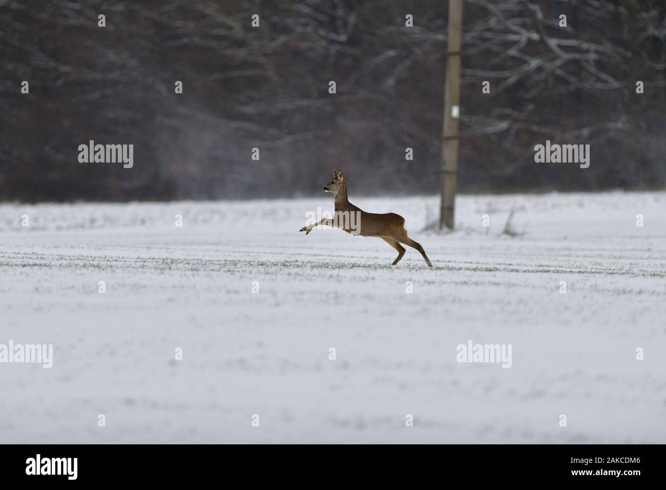 Group roe deer running on hi-res stock photography and images - Alamy