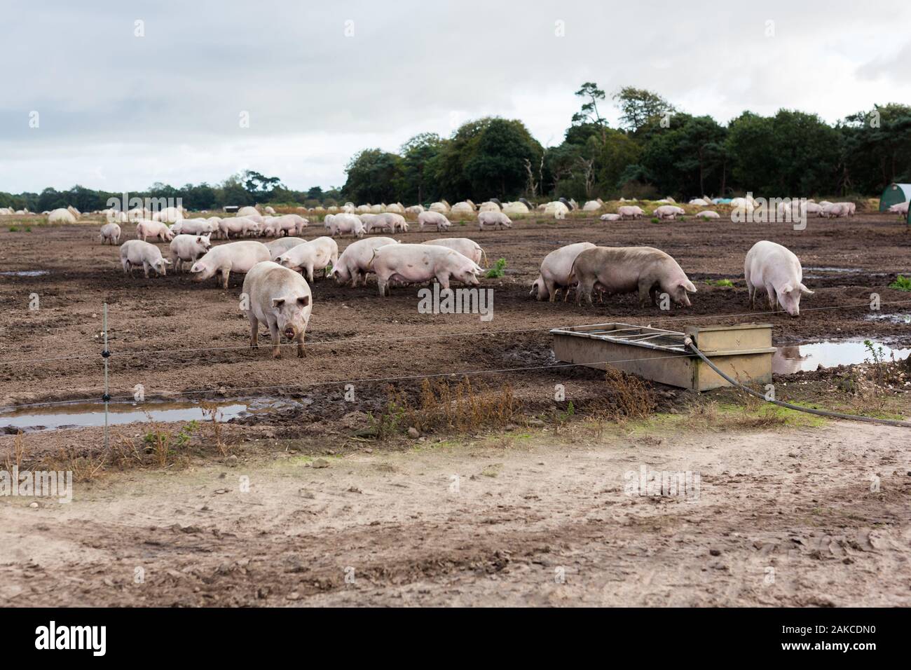 Suffolk pigs hi-res stock photography and images - Alamy