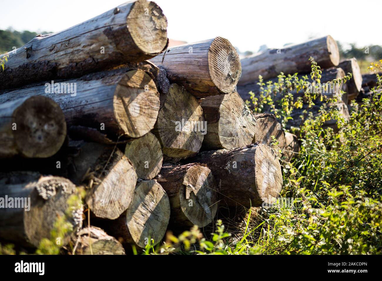 Timber Stacked In A Pile Stock Photo - Alamy