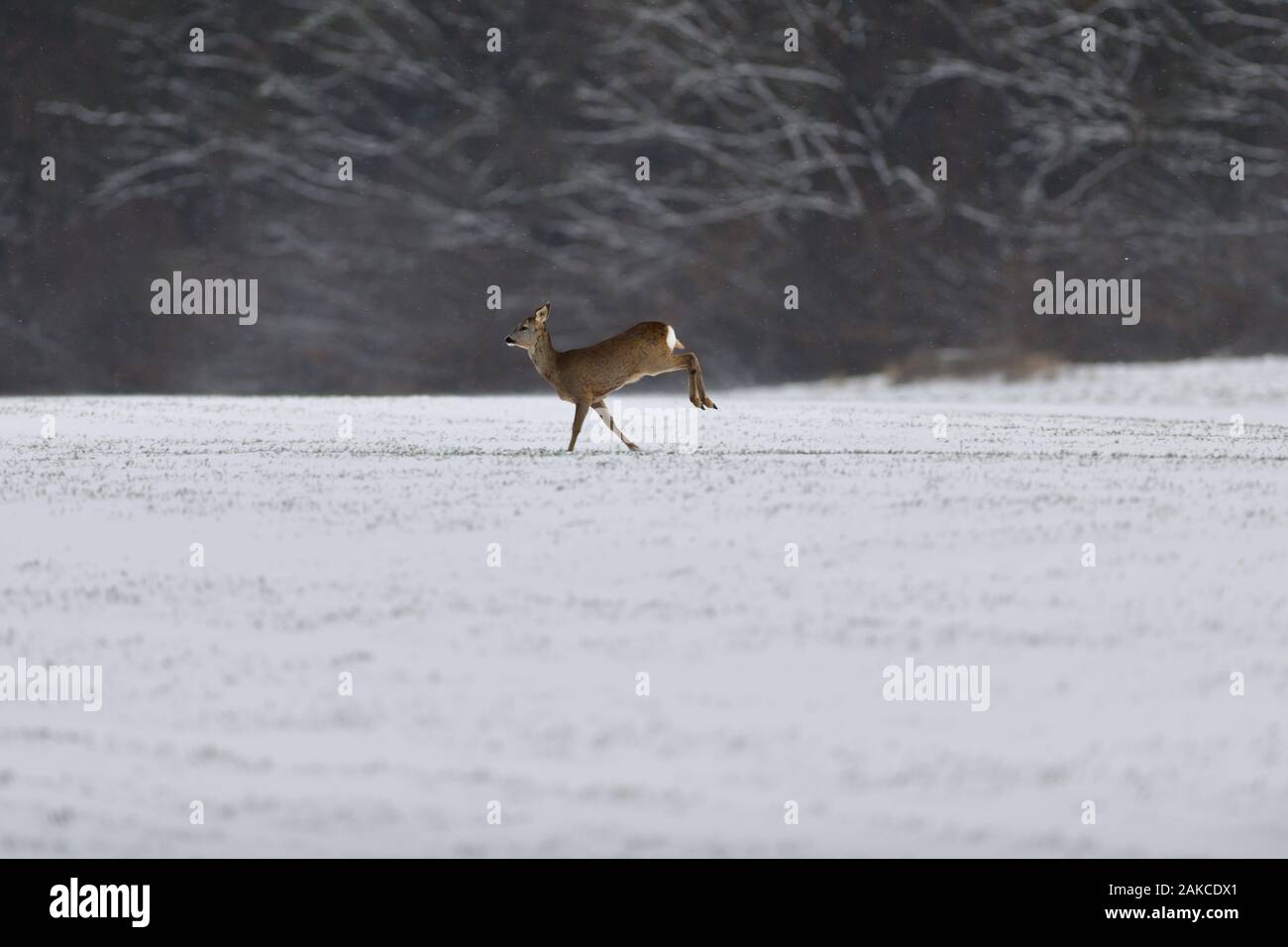 Group roe deer running on hi-res stock photography and images - Alamy