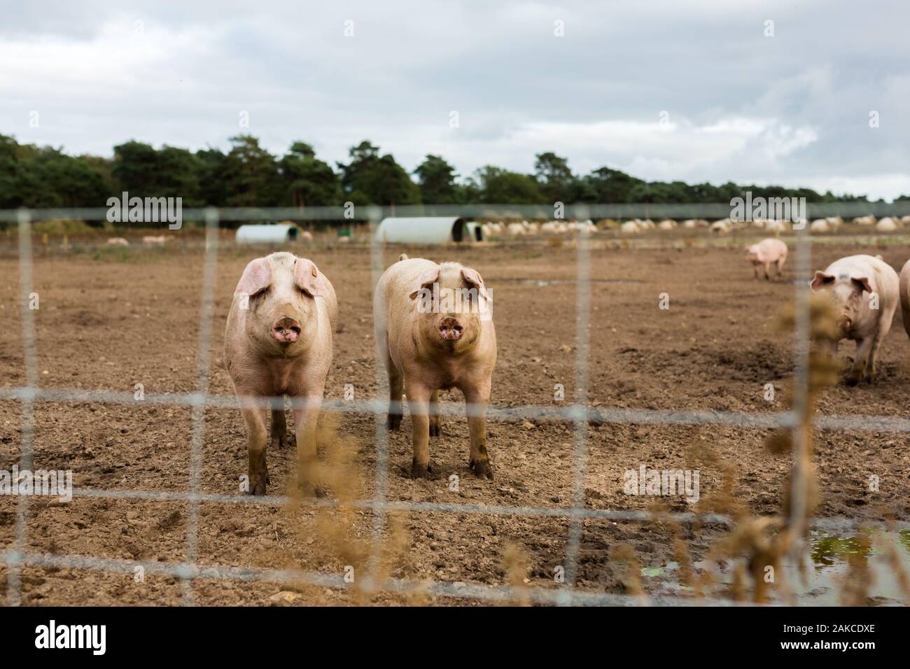 Suffolk pigs hi-res stock photography and images - Alamy