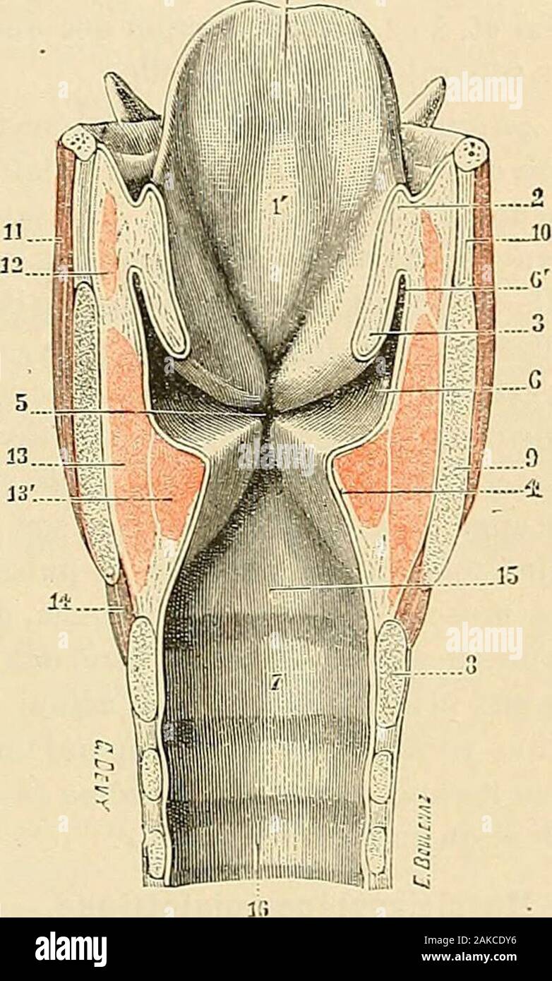 Os hyoide hi-res stock photography and images - Alamy