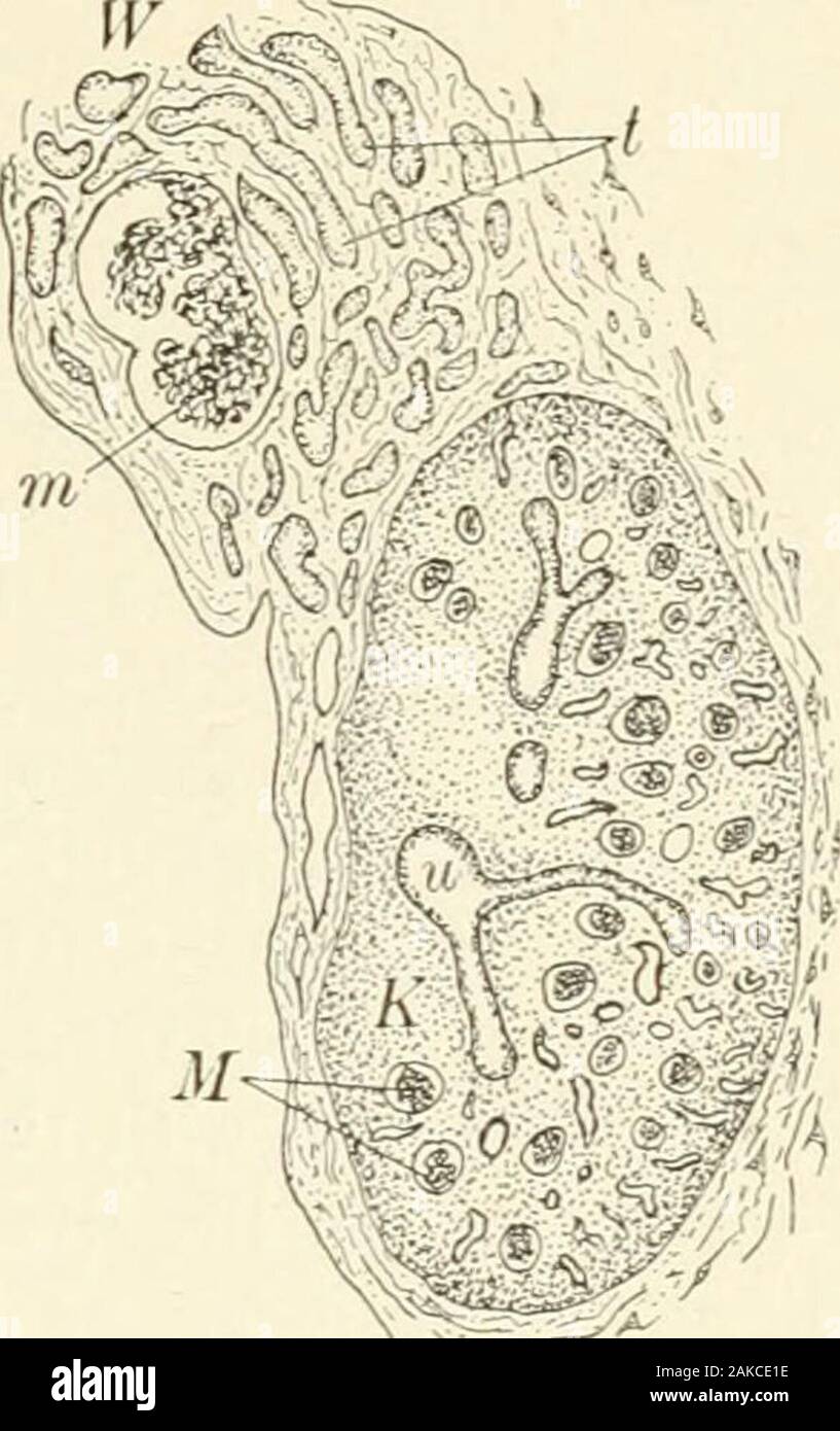 Kidney Histology Normal