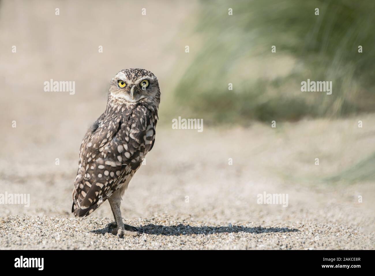 Cute Burrowing owl (Athene cunicularia) on the ground in front of high ...