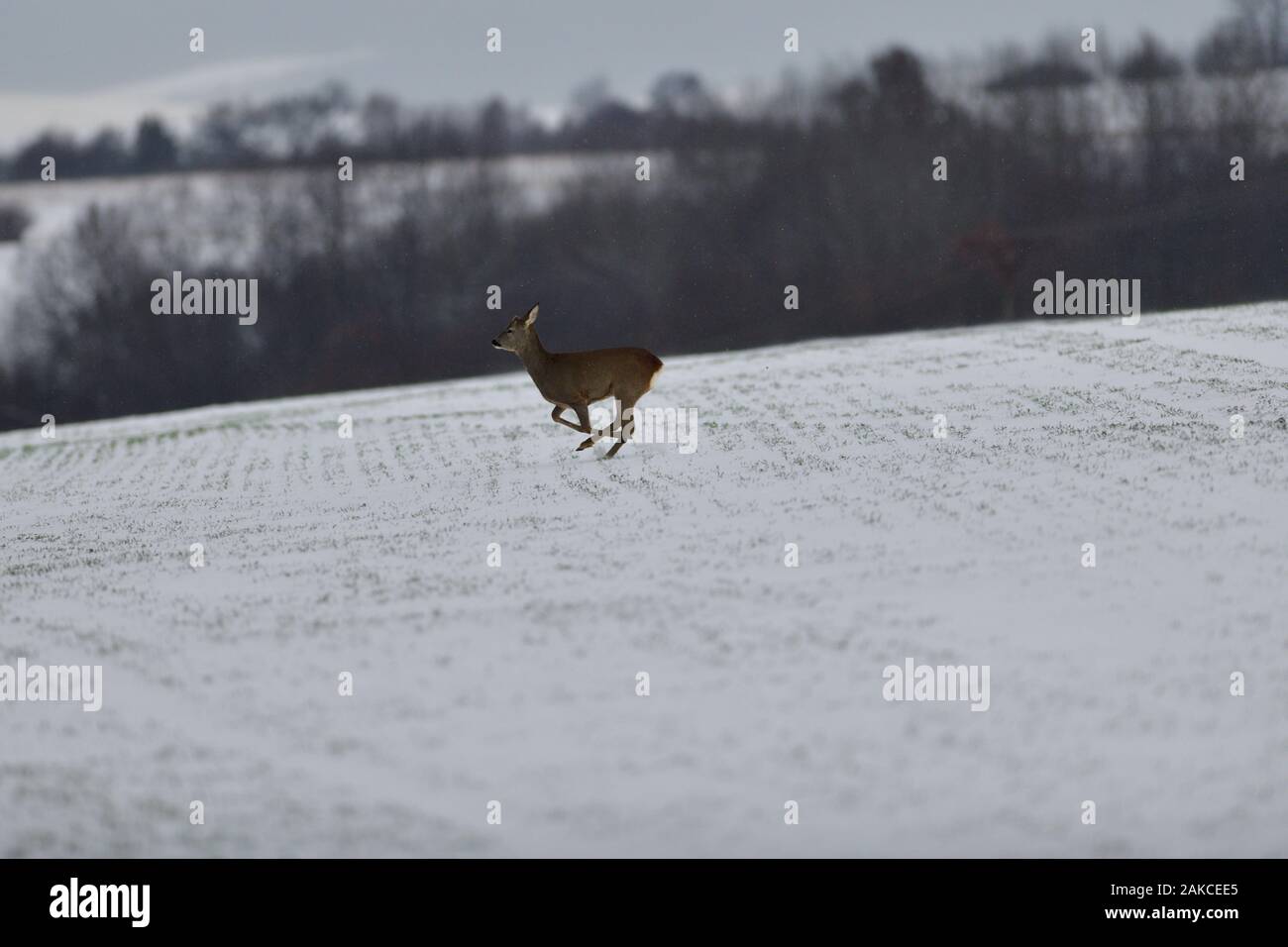 Group roe deer running on hi-res stock photography and images - Alamy