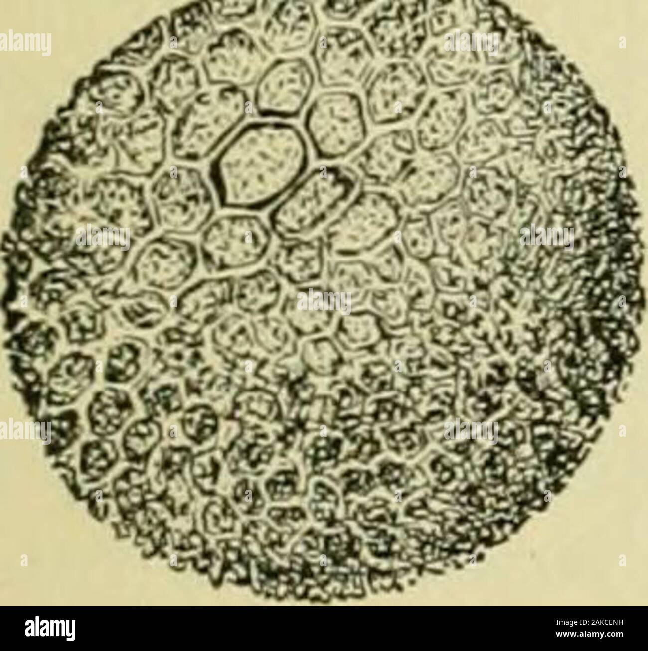 Dust under the microscope hi-res stock photography and images - Alamy