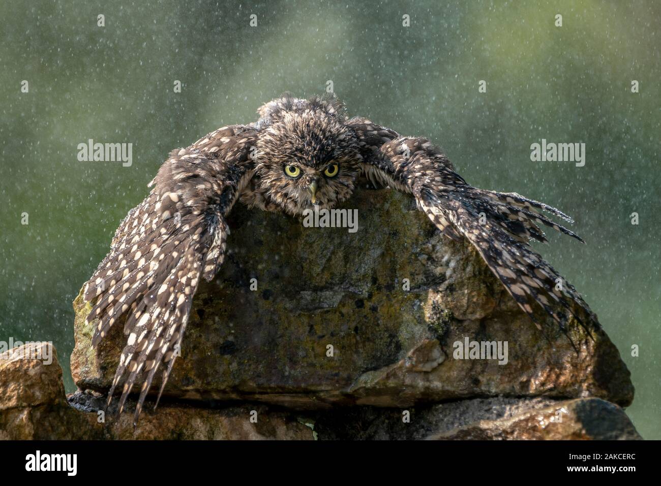 Rain wildlife hi-res stock photography and images - Alamy