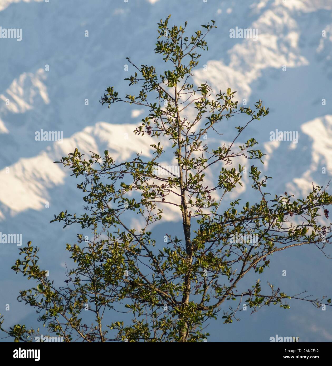 Portrait of a tall, green tree with the Himalayan peak of Chaukhamba in ...