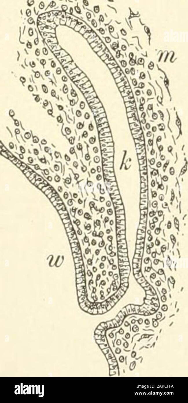 Wolffian duct hi-res stock photography and images - Alamy