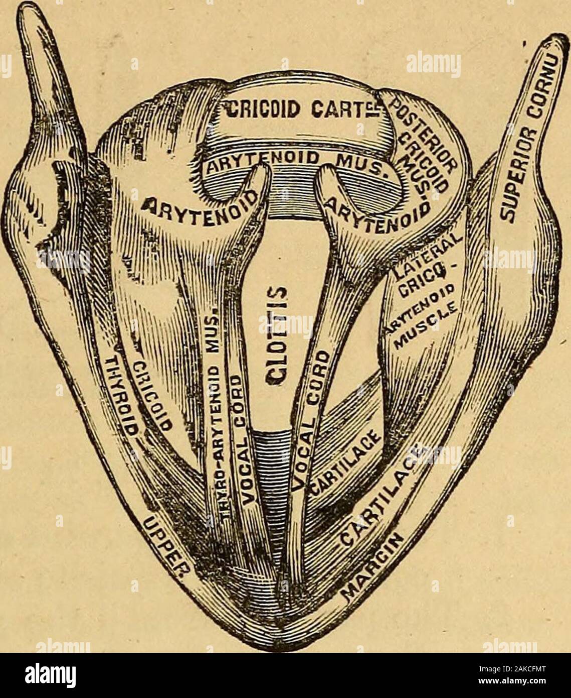 True vocal cords hi-res stock photography and images - Alamy