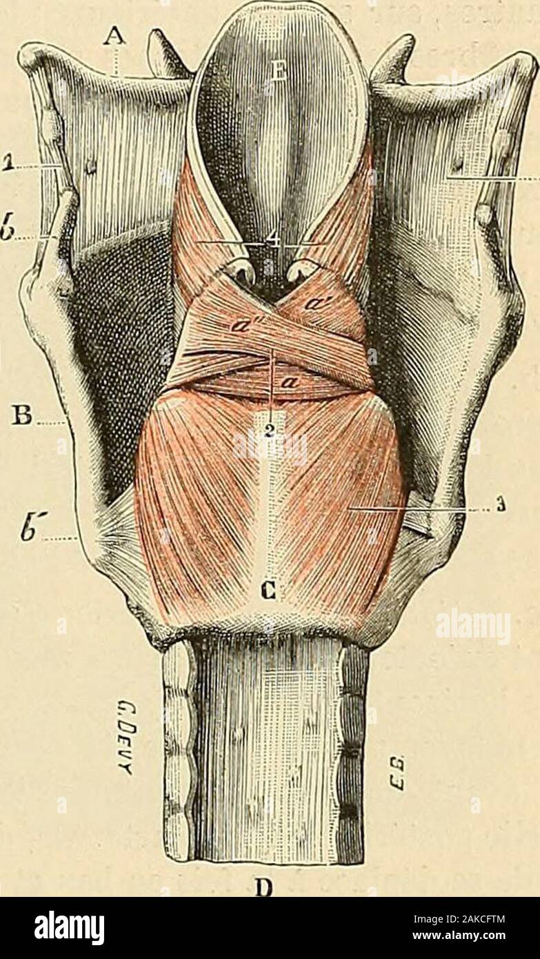 Os hyoide hi-res stock photography and images - Alamy