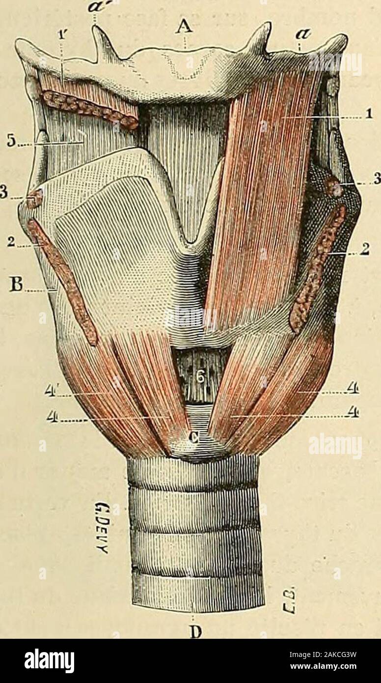 Traité d'anatomie humaine : anatomie descriptive, histologie ...