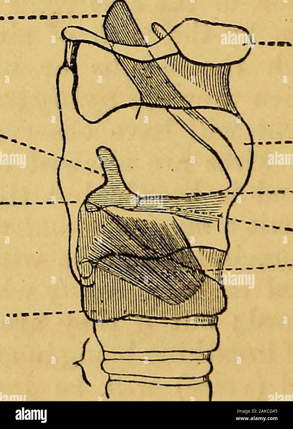 Cartilage forms hi-res stock photography and images - Alamy