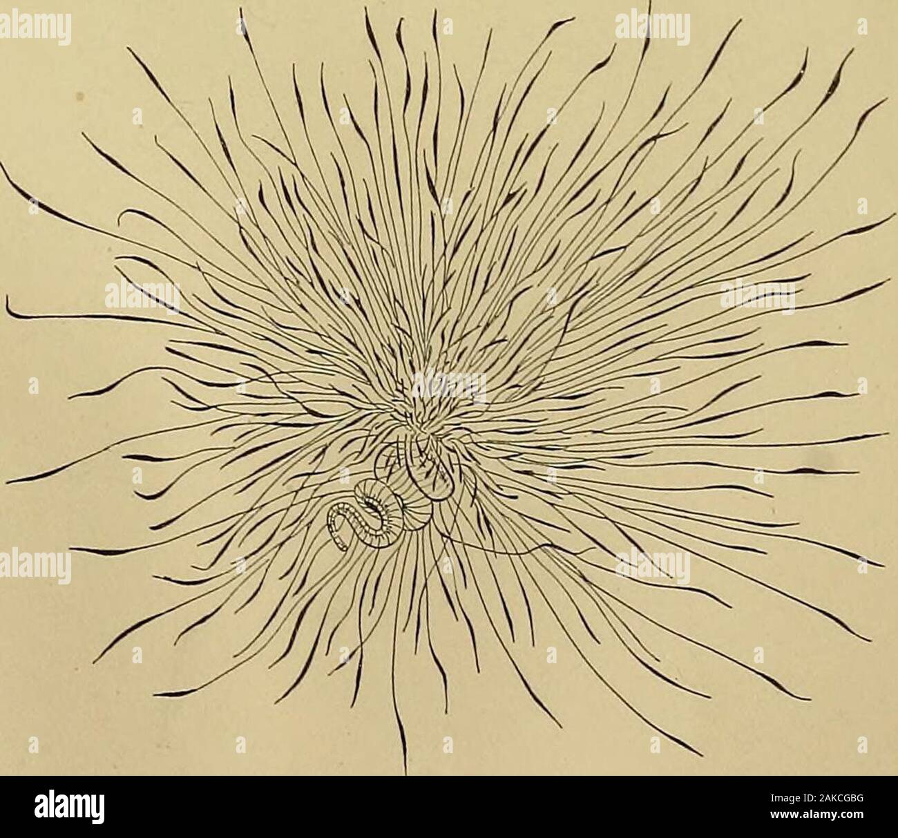 Operculum fish hi-res stock photography and images - Alamy