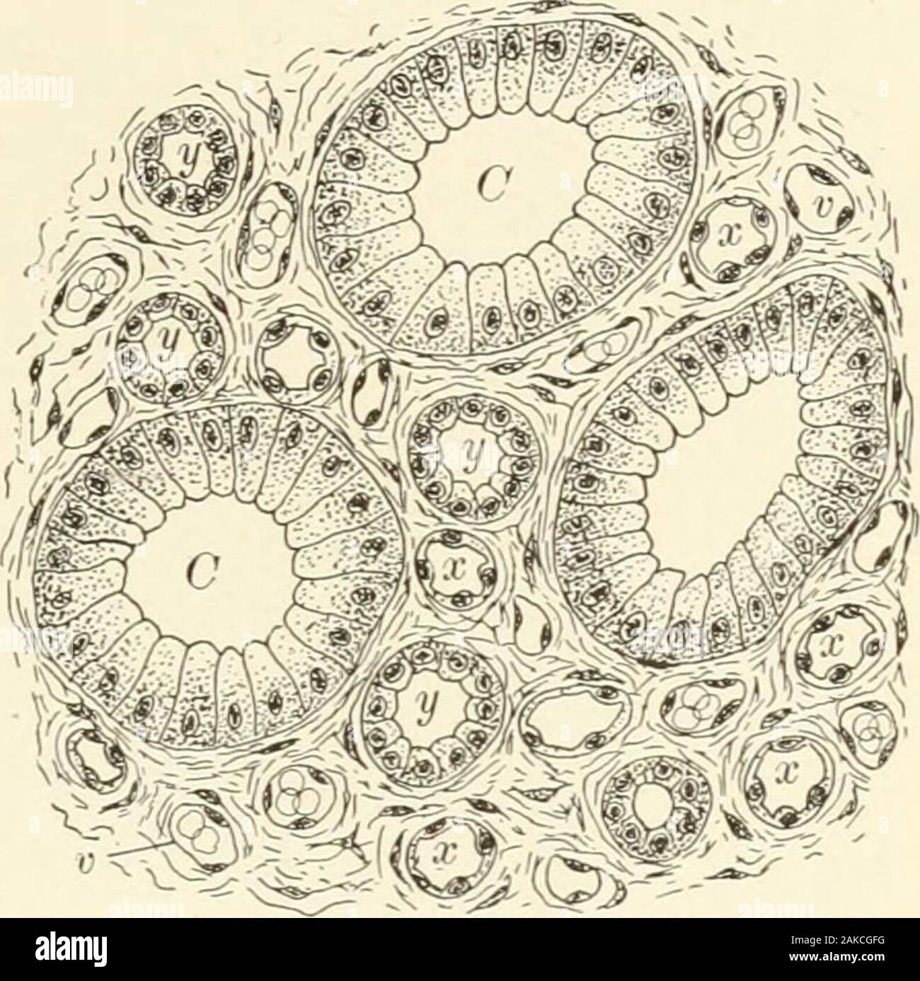Kidney Histology Diagram Histology At SIU, Renal System