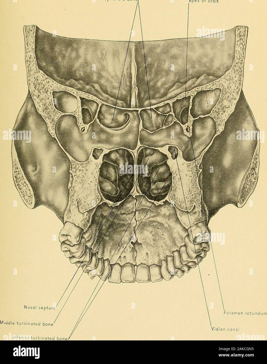 Sphenoidal Sinus Encyclopedia Learn Anatomy 3d Models 49 Off