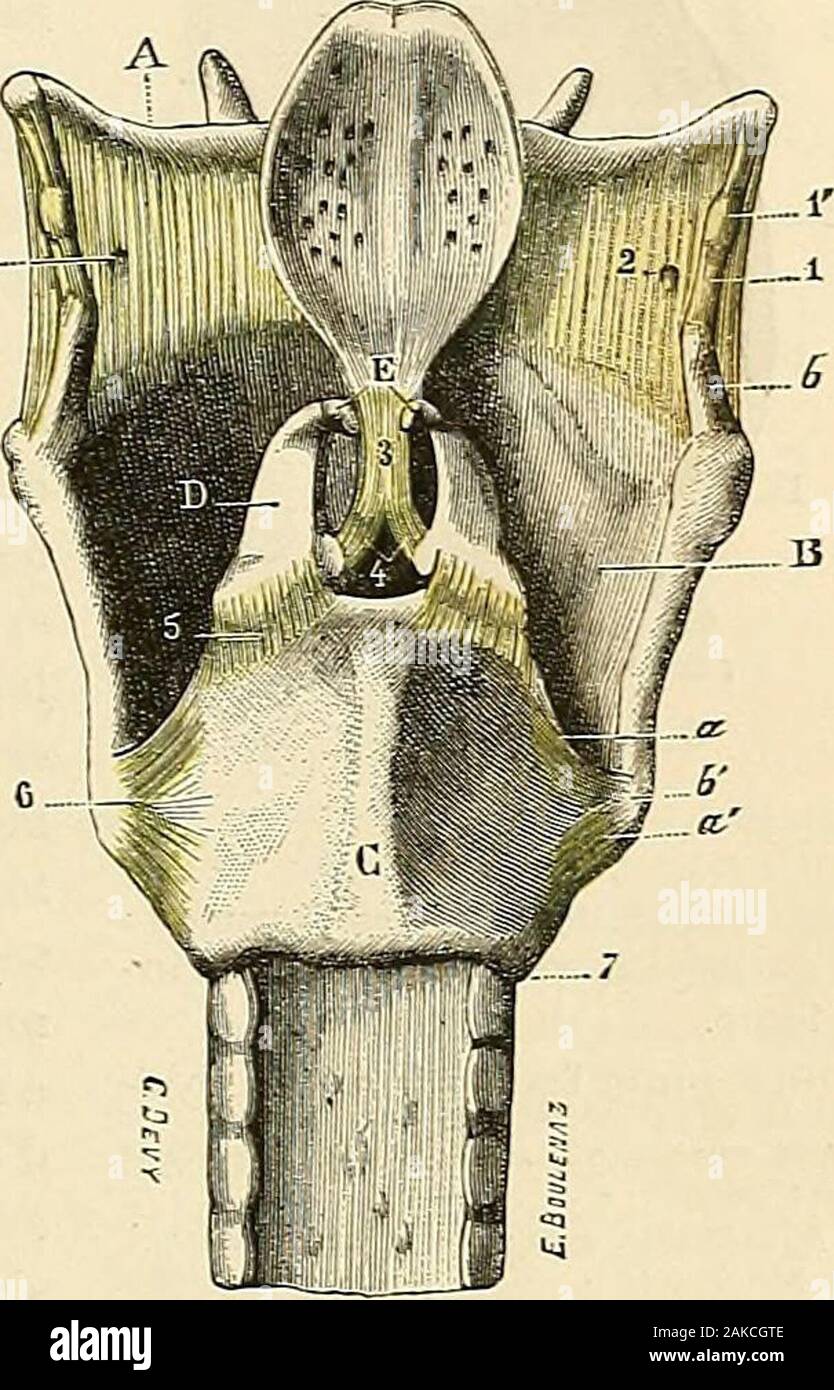 Os hyoide hi-res stock photography and images - Alamy