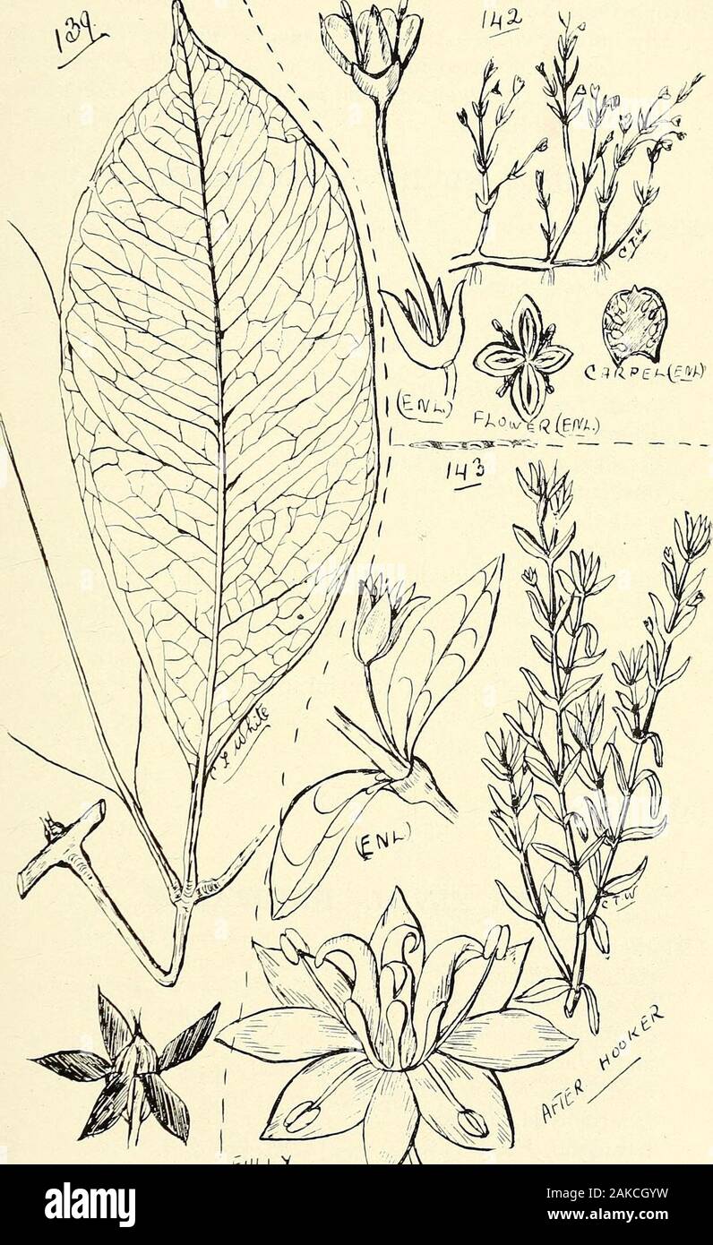 Bauera capitata hi-res stock photography and images - Alamy