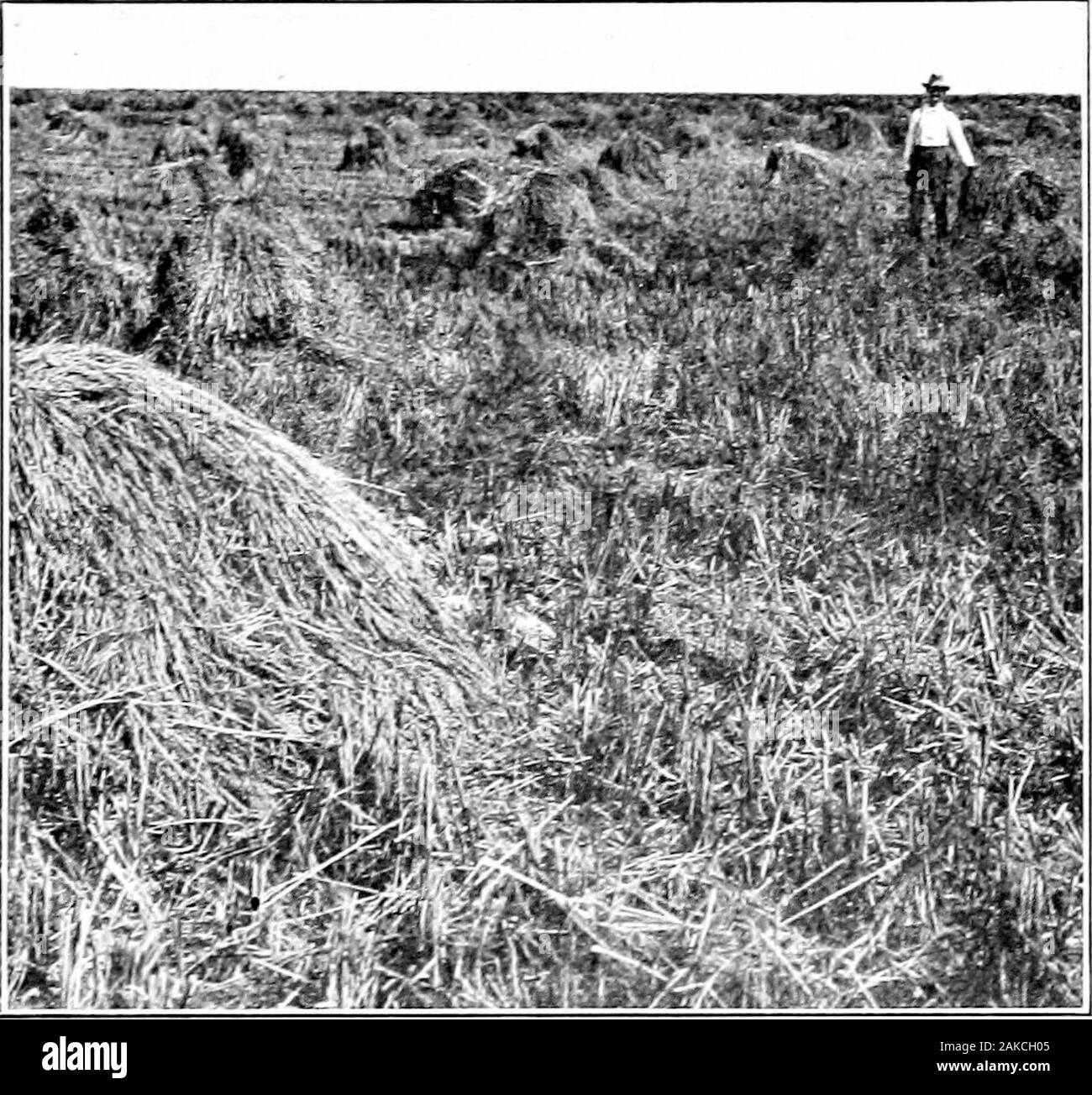 Well grown rice field Black and White Stock Photos & Images - Alamy