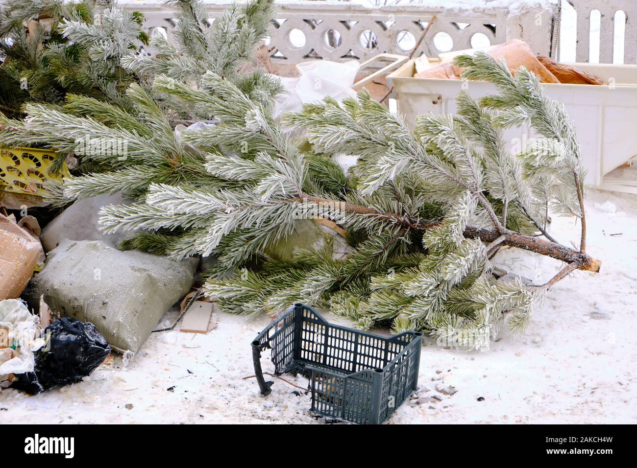 Discarded Christmas tree in the trash after the holiday Stock Photo - Alamy