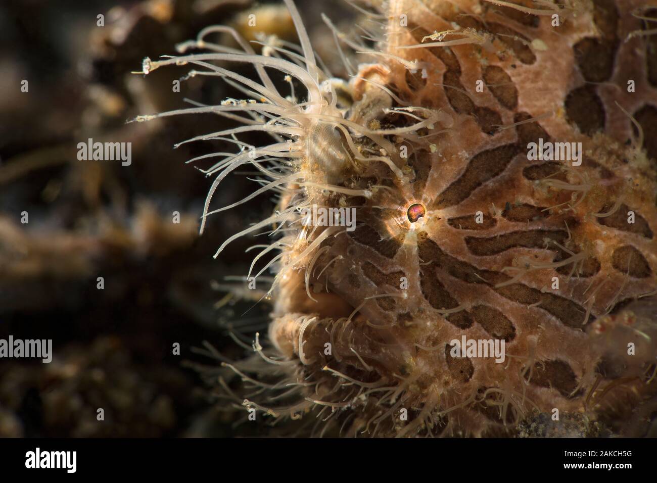 Portrait of juvenile hairy frogfish. Underwater macro photography from ...