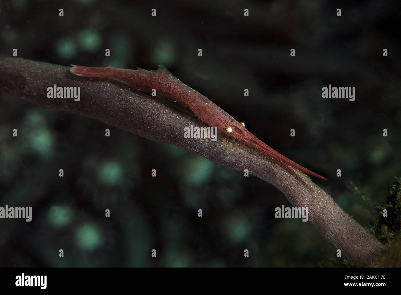Ocellated Tozeuma Shrimp (Tozeuma lanceolatum). Underwater macro ...