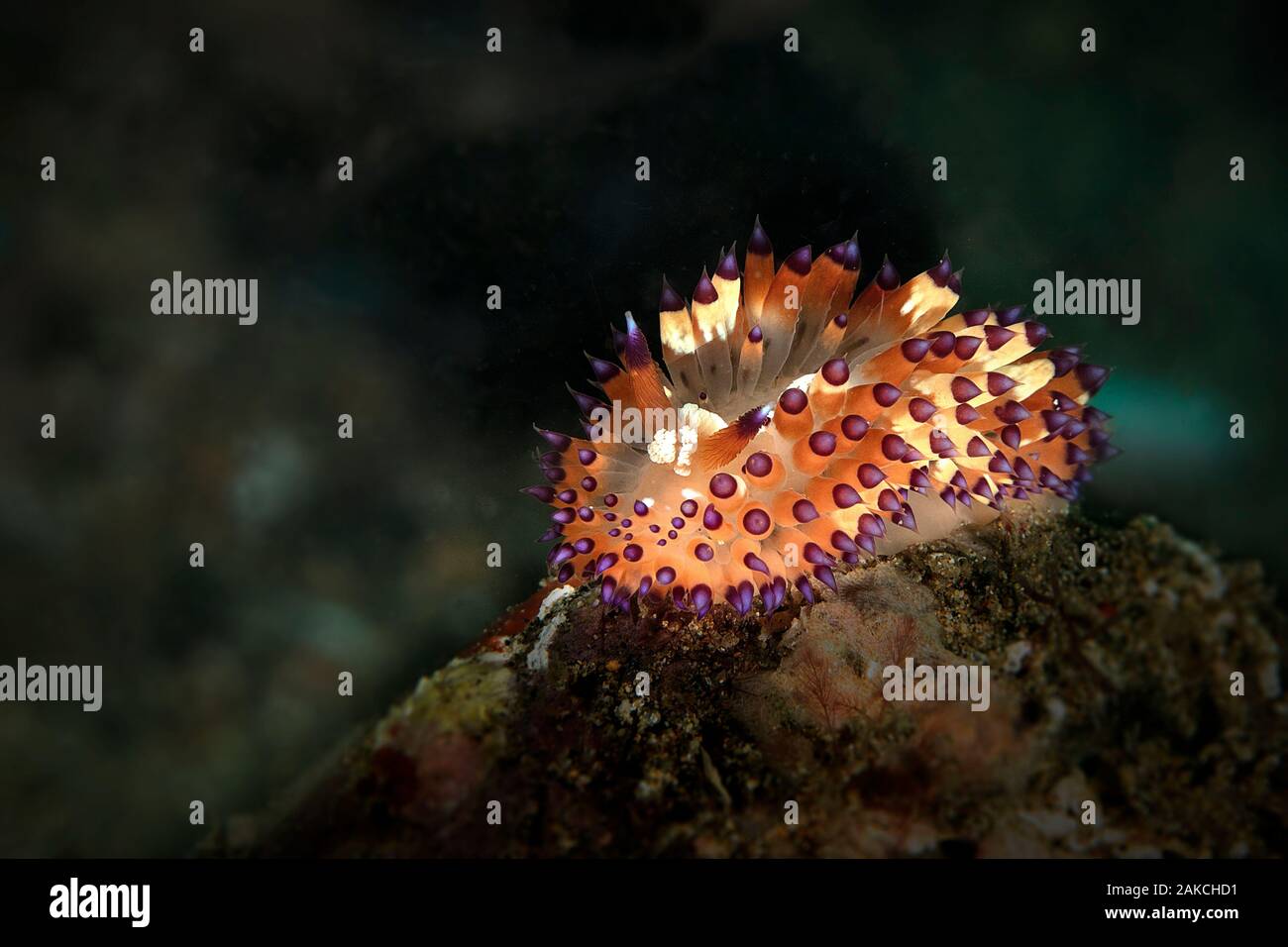 Nudibranch White-Spotted Janolus. Underwater macro photography from ...