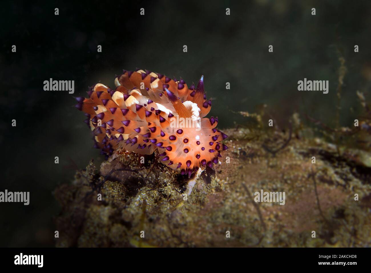 Nudibranch White-Spotted Janolus. Underwater macro photography from ...