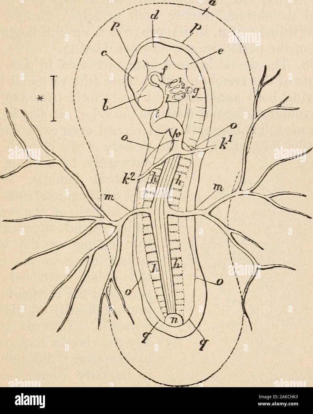 Outlines of comparative physiology touching the structure and ...