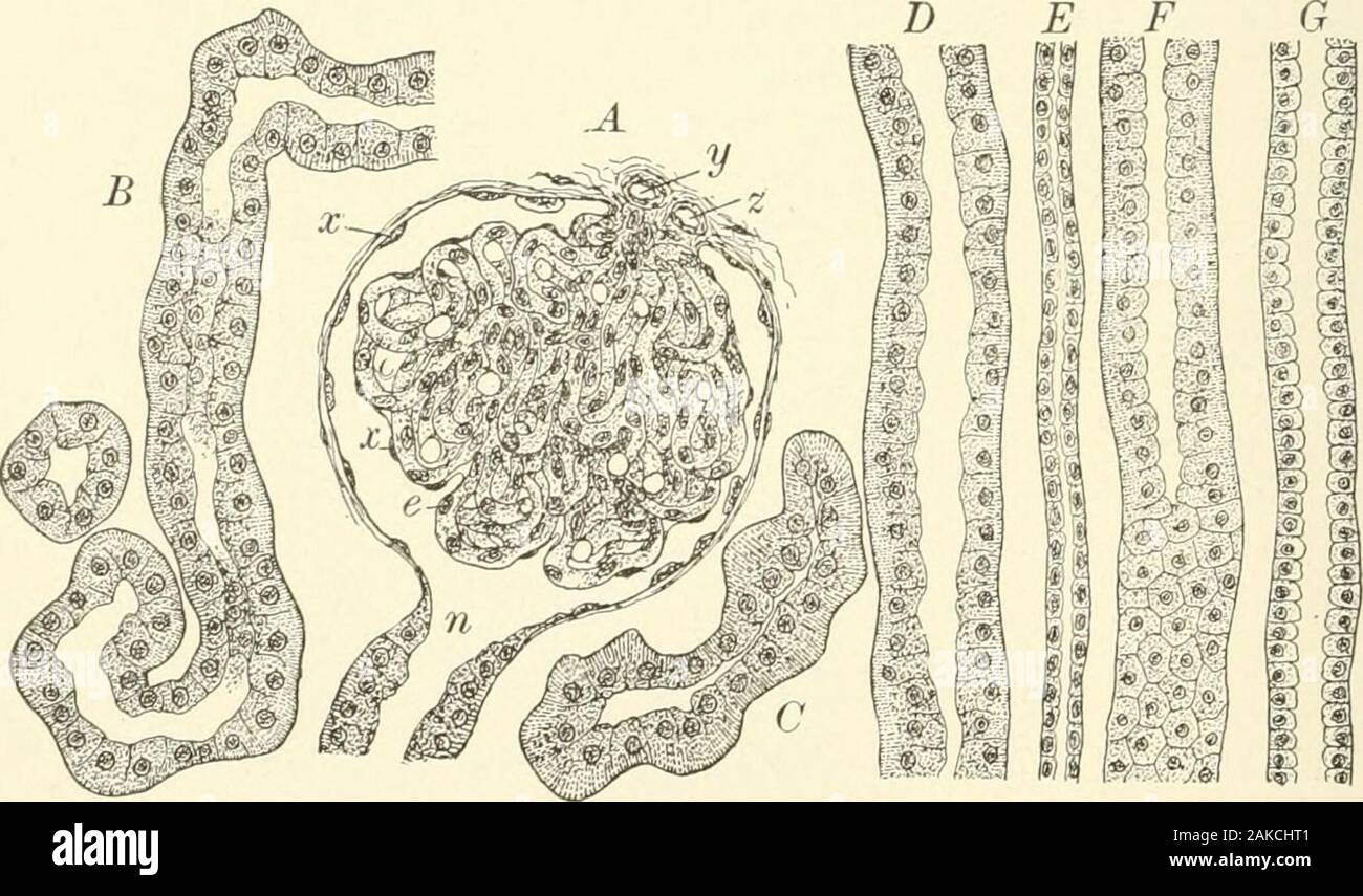 Collecting Tubule Histology