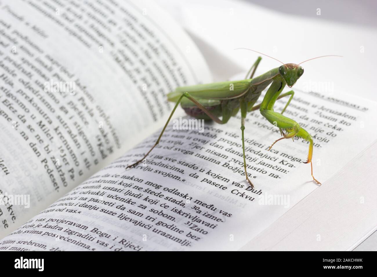 Mantis patiently posing and lurking. Close up of insect on the bible ...