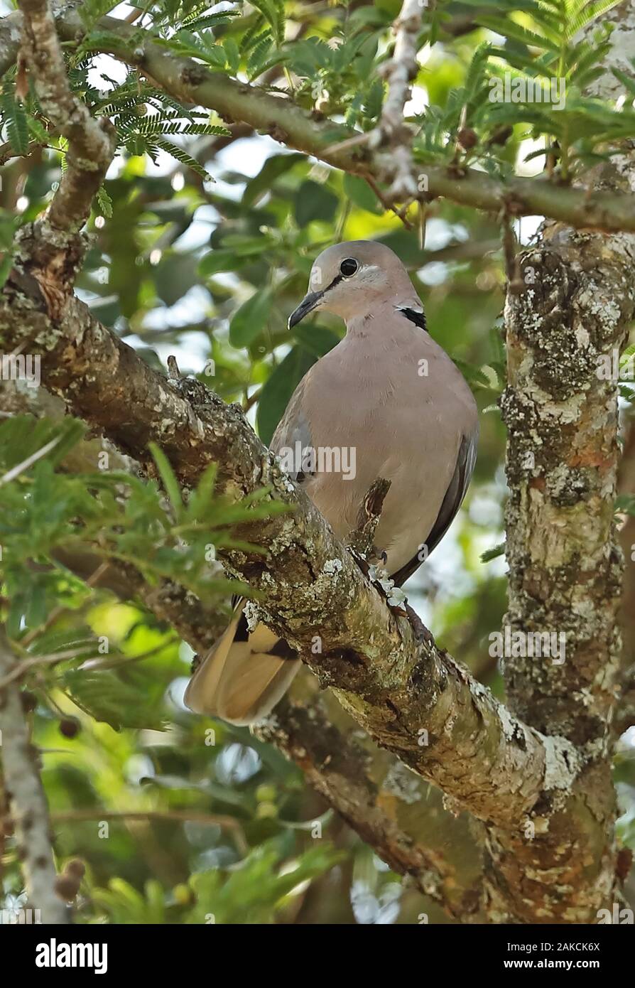 Ring necked dove hi-res stock photography and images - Alamy