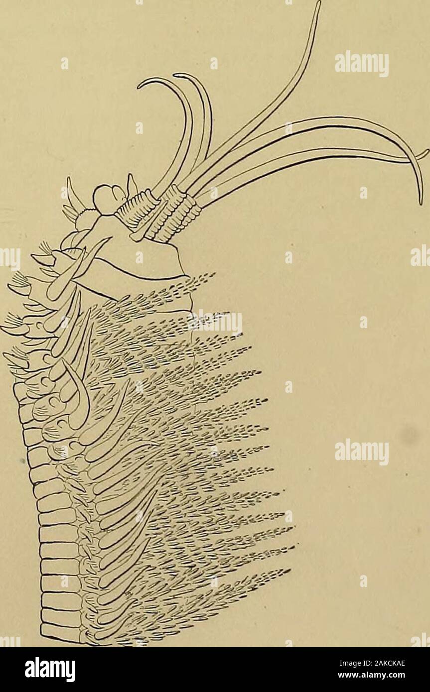 Report of the Commissioner - United States Commission of Fish and ...