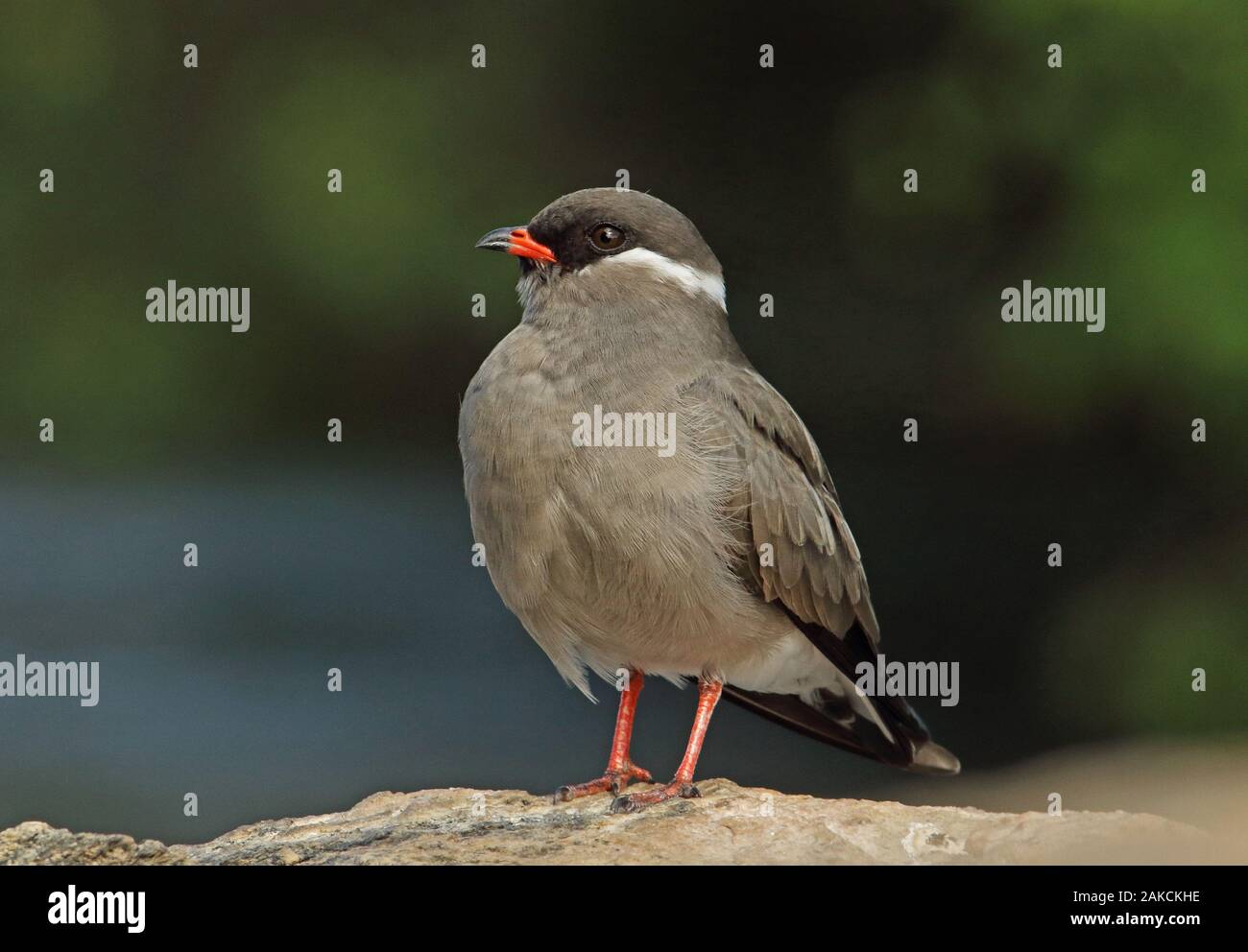 Murchison Falls National Parks High Resolution Stock Photography and ...