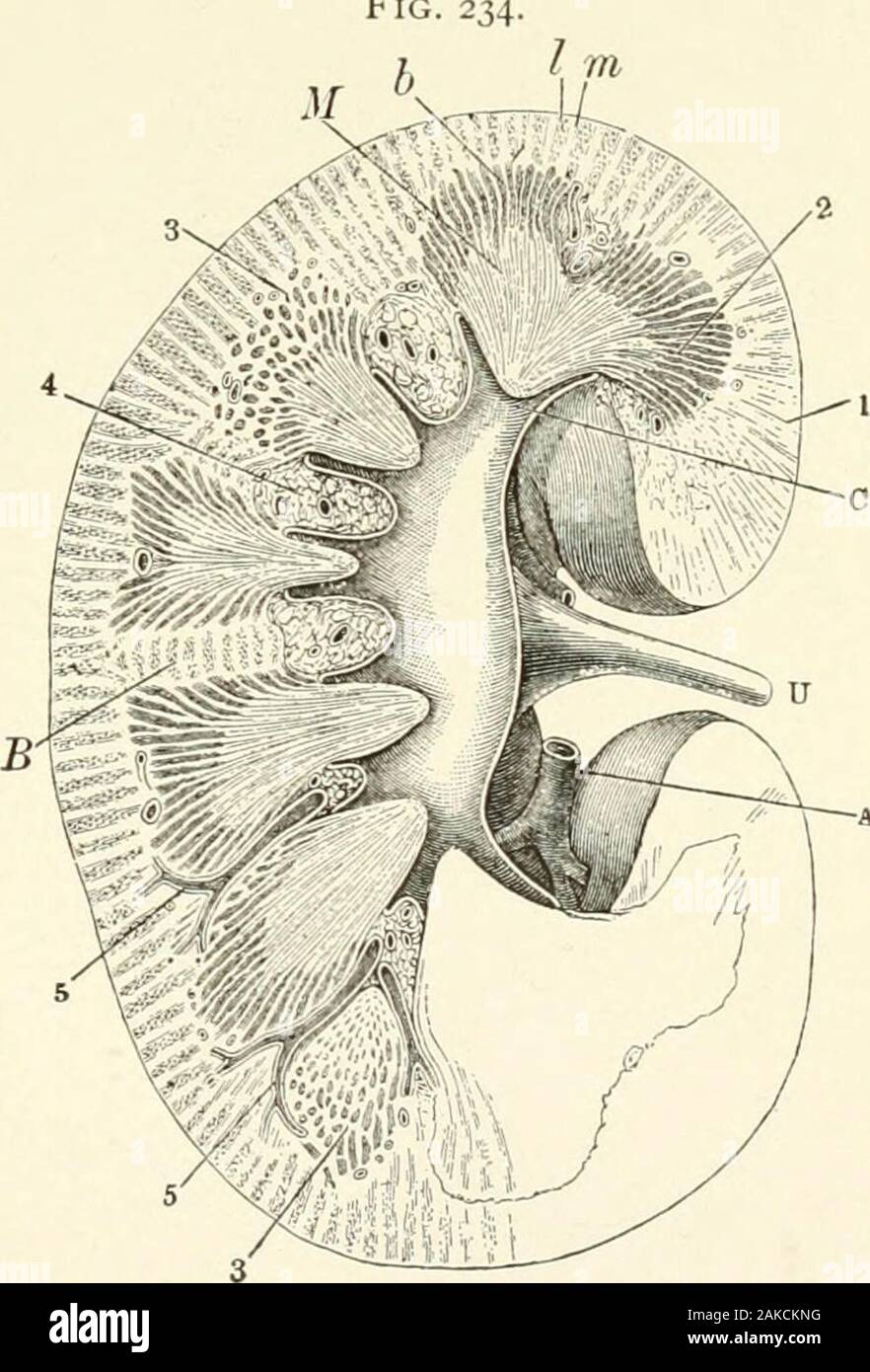 Tubular organ hi-res stock photography and images - Alamy