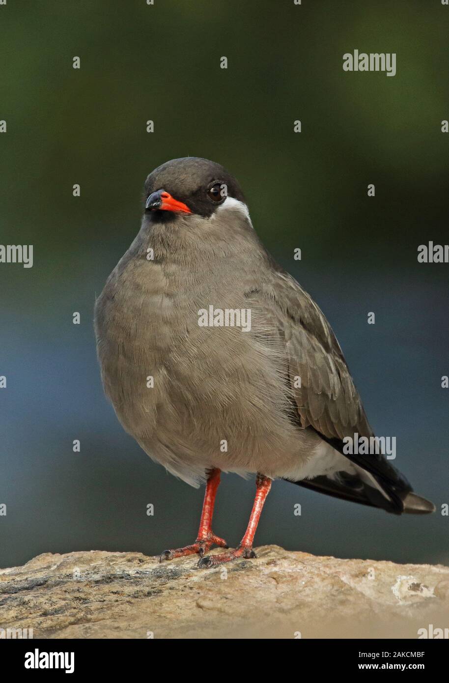 African pratincole hi-res stock photography and images - Alamy