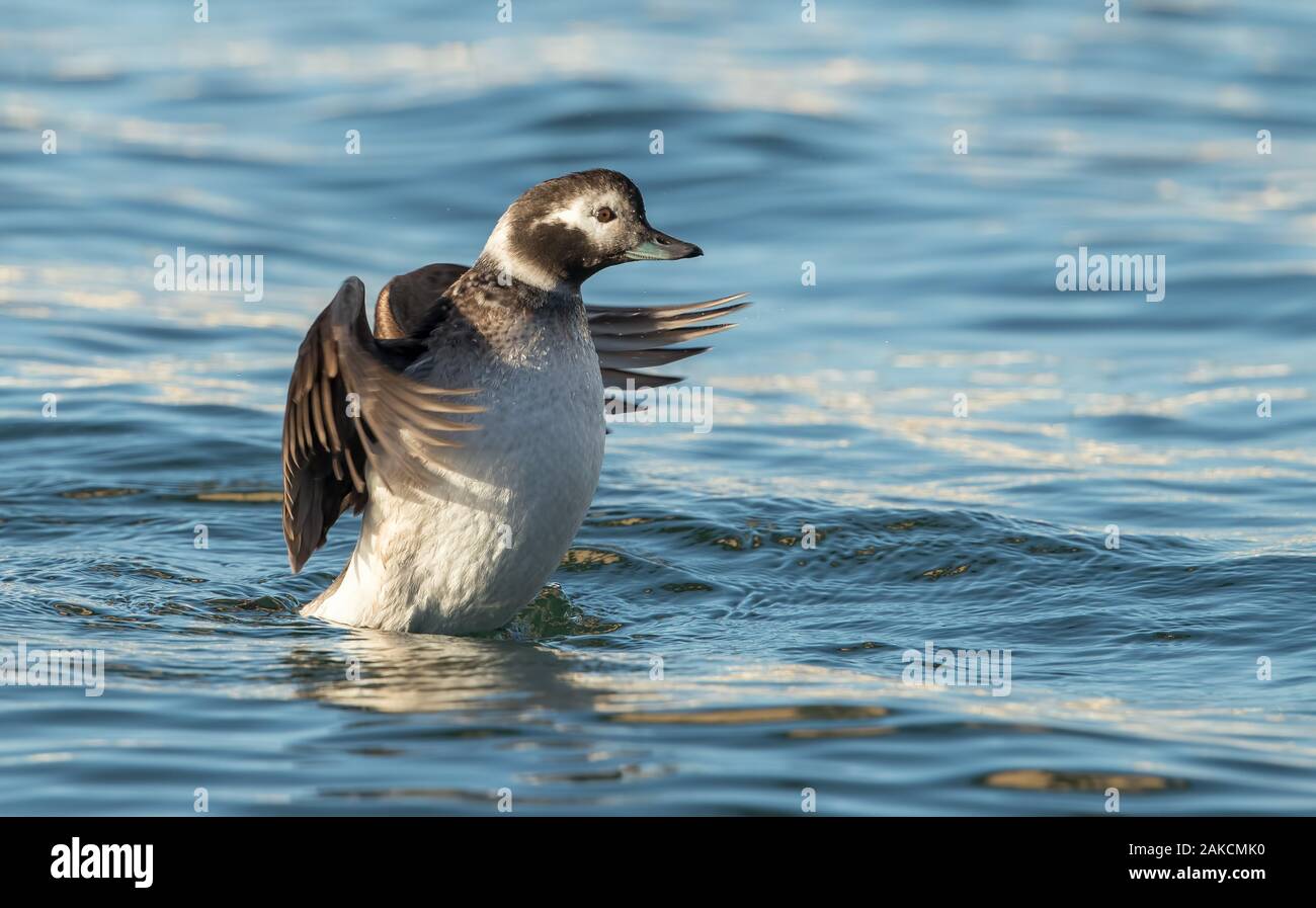 Long Tailed Duck Female Swimming Stock Photo - Alamy