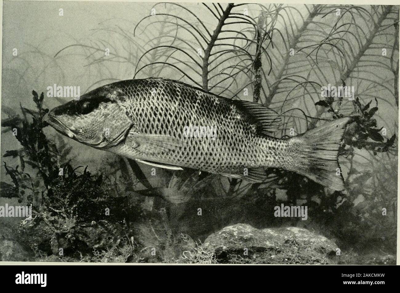 American food and game fishes : a popular account of all the species ...