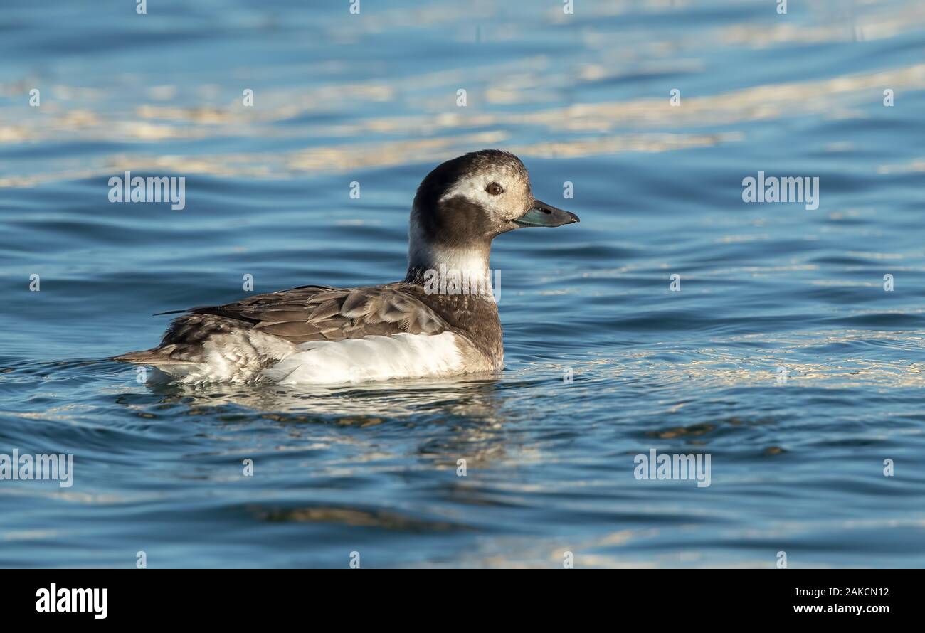 Long Tailed Duck Female Swimming Stock Photo - Alamy