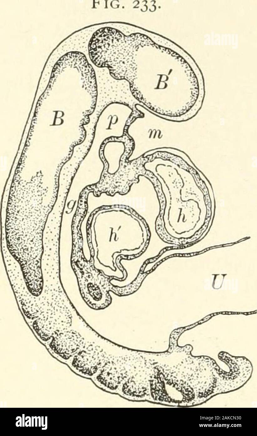Textbook of normal histology: including an account of the development ...