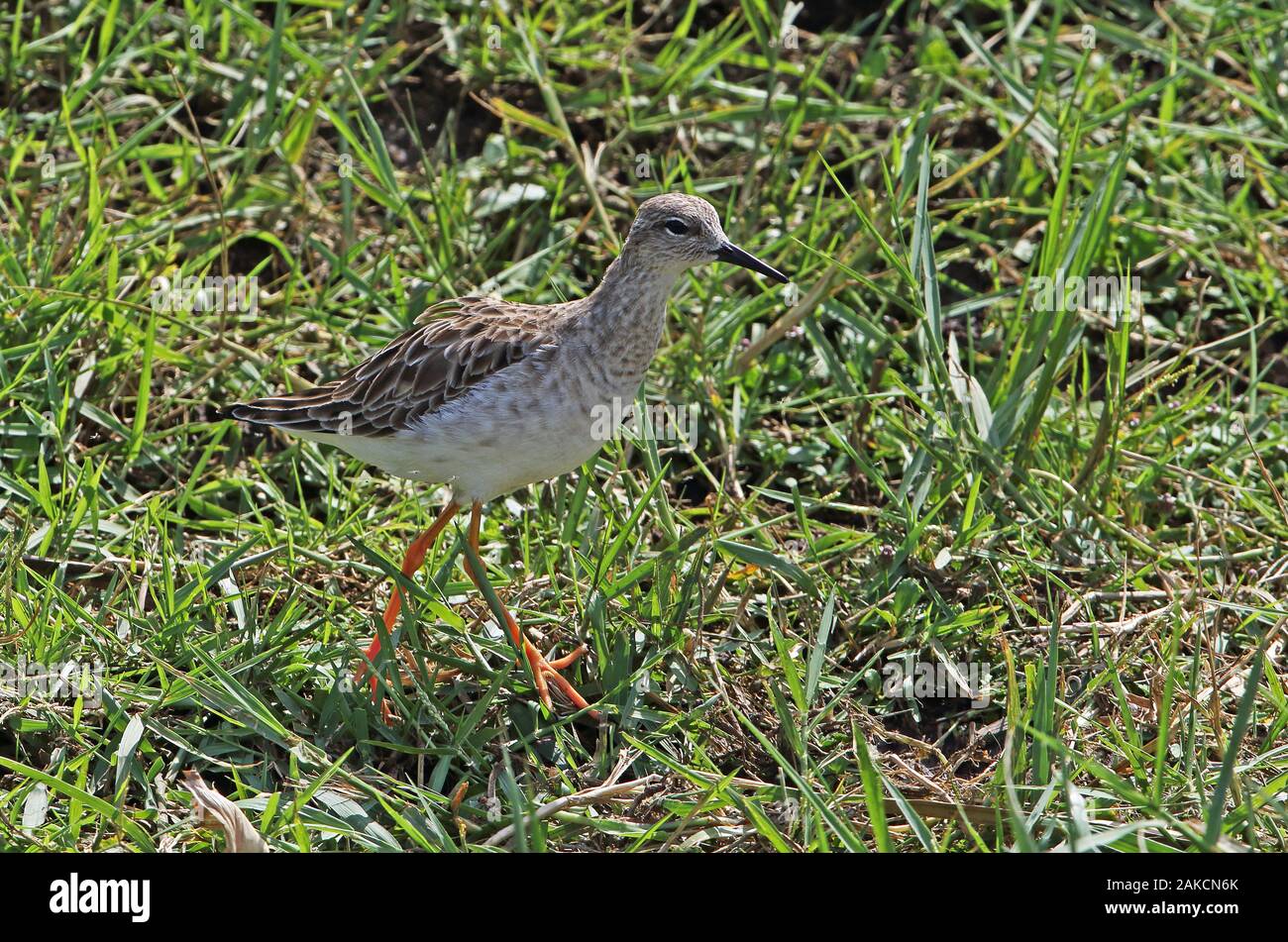 Ruff (Calidris pugnax) adult walking in marsh Lake Mburo National Park ...