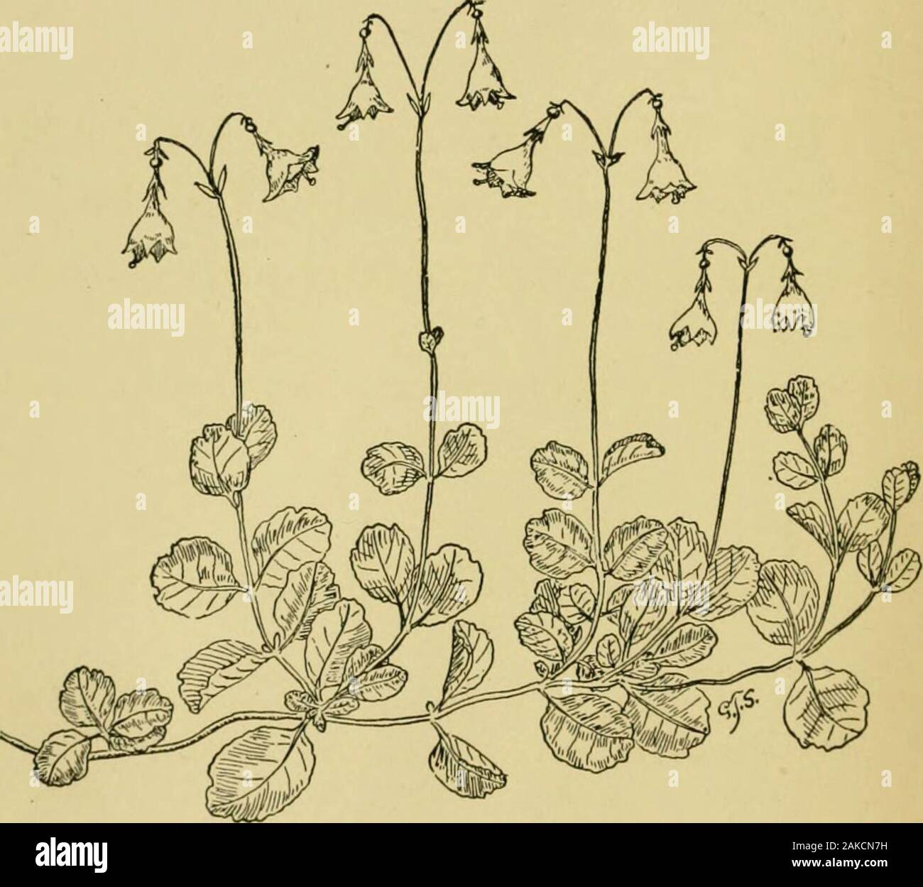 Carl linnaeus plants hi-res stock photography and images - Alamy