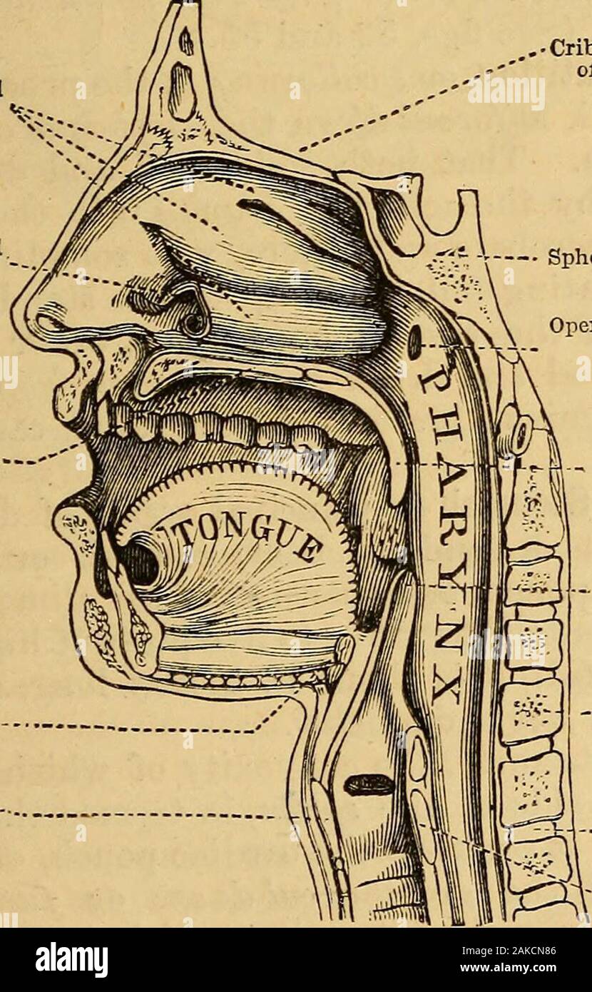 Ducts salivary glands hi-res stock photography and images - Alamy