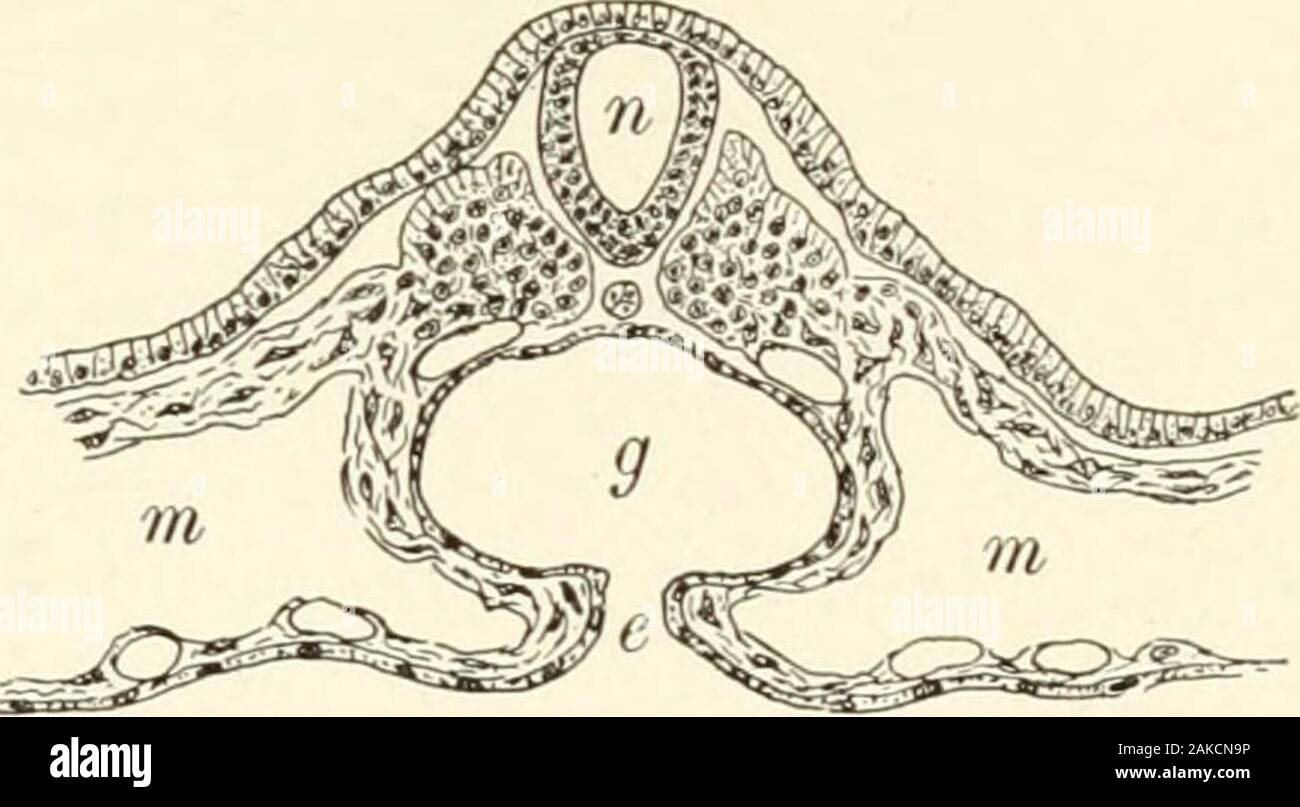 Textbook of normal histology: including an account of the development ...