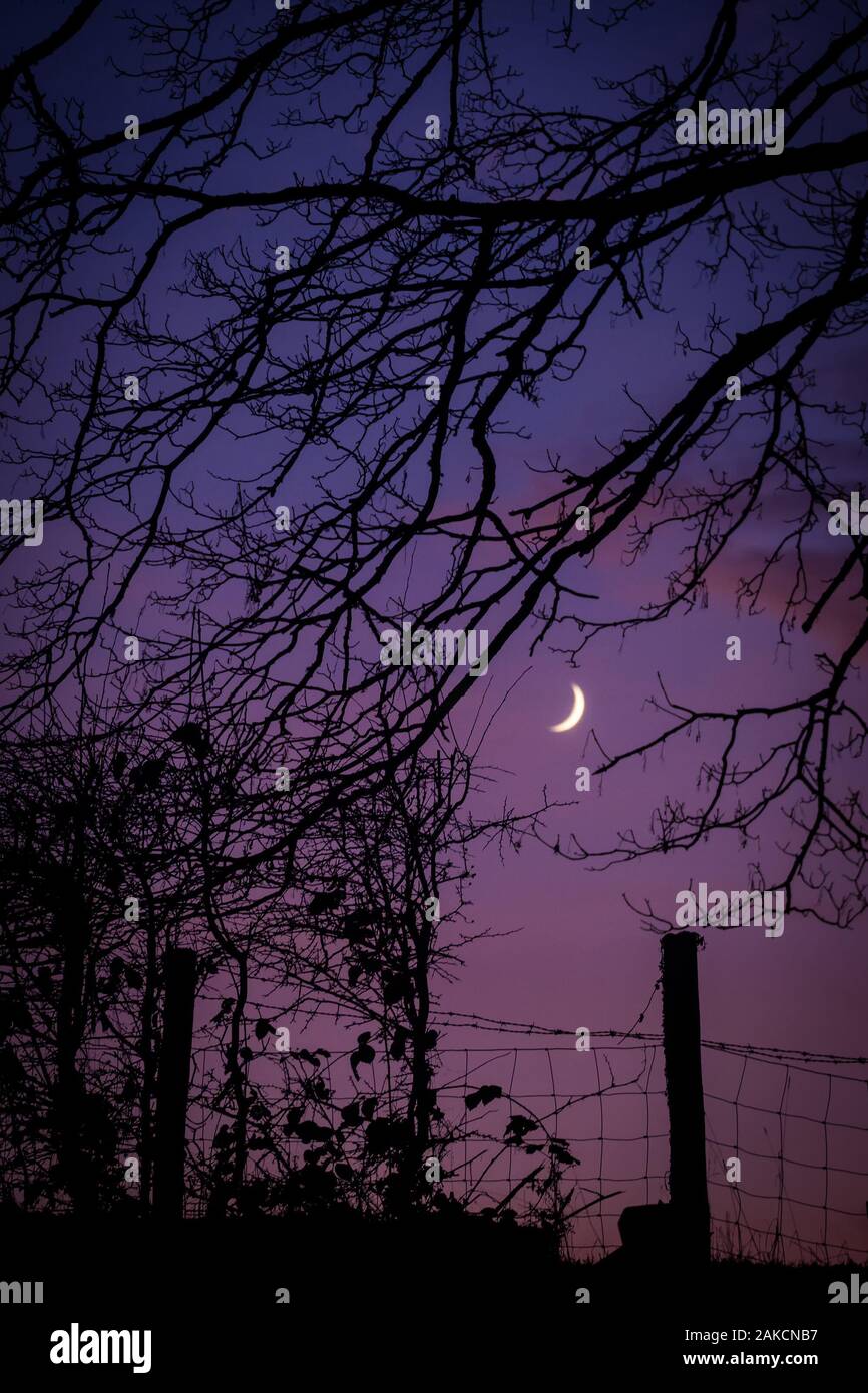 A thin waxing crescent moon shows through a gap in the trees Stock ... A thin waxing crescent moon shows through a gap in the trees Stock ...