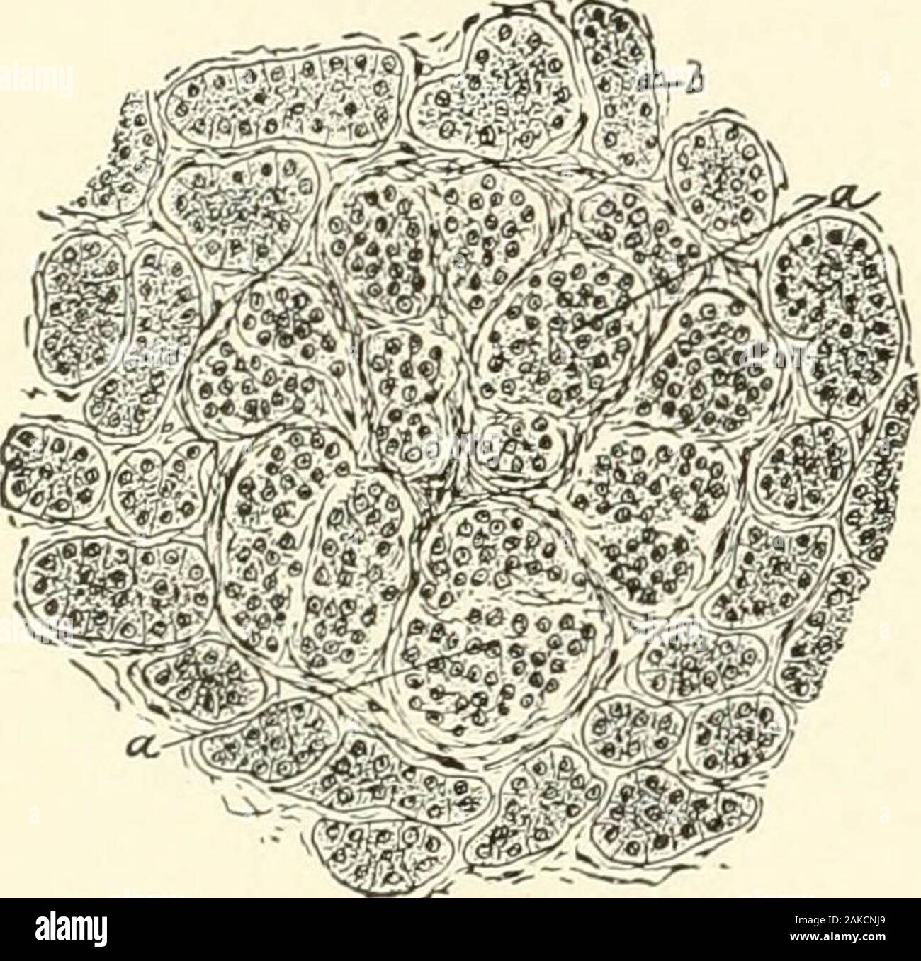 Pancreas Histology Diagram