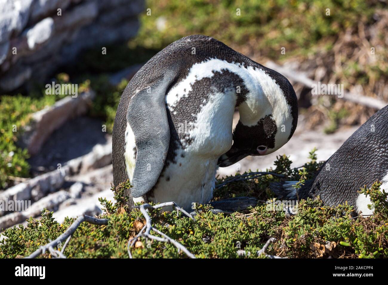 Close up penguin feathers hi-res stock photography and images - Alamy