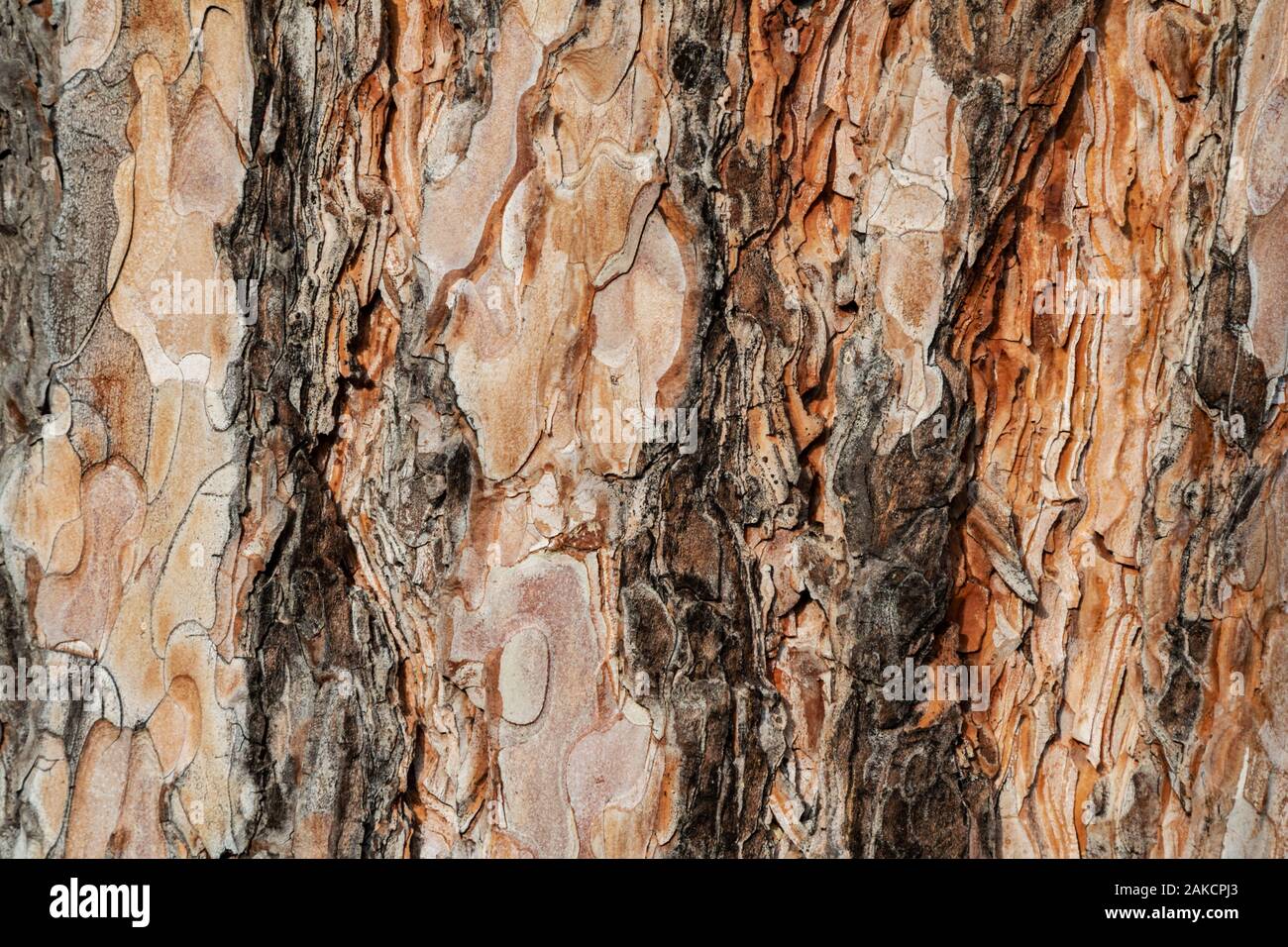 Natural wood bole trunk bark surface flat high quality texture Stock ...