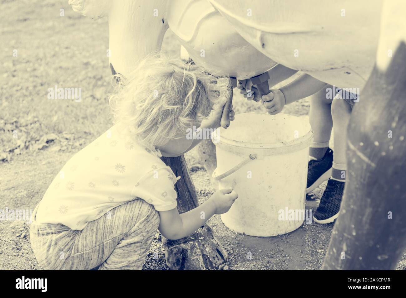 Cute blonde girl learning how to milk a cow on milking simulator Stock ...