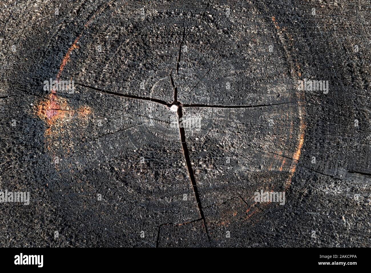 Natural wood trunk segment surface high quality texture background ...